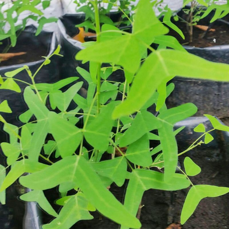 Biji Benih Pokok Rama-Rama Hijau | Shopee Malaysia