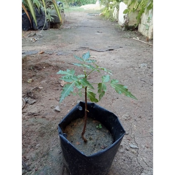 Anak pokok semambu / pokok daun semambu | Shopee Malaysia