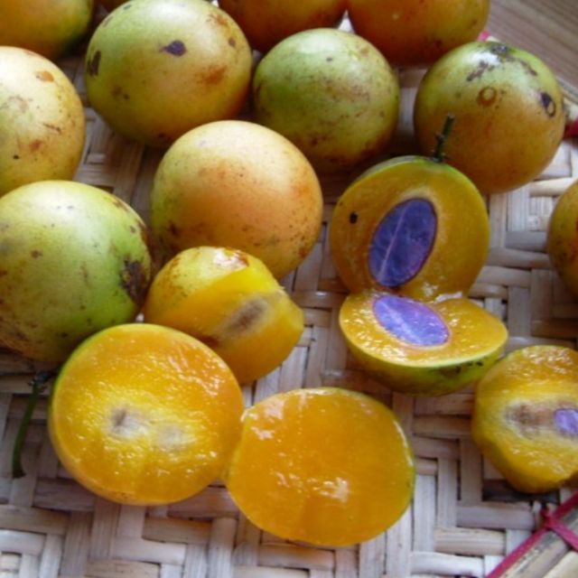 Pokok buah kundang atau remia atau setar | Shopee Malaysia