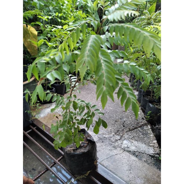 anak pokok kari/daun kari | Shopee Malaysia