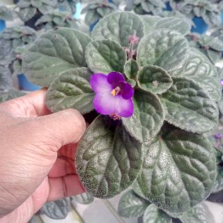 Anak Pokok Bunga African Violet Ungu Live Plants Purple African Violet ...