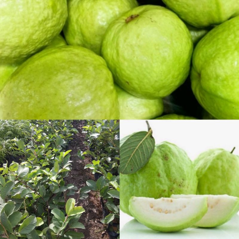 Pokok Jambu Batu Lohan Cepat Berbuah | Shopee Malaysia