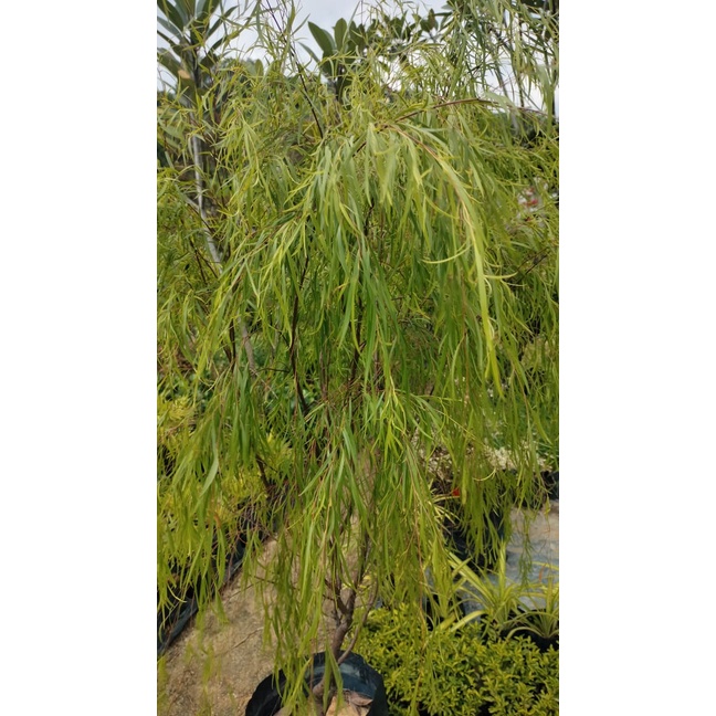 Anak Pokok Pokok Janda Merana / Weeping Willow / Salix Babylonica by ...