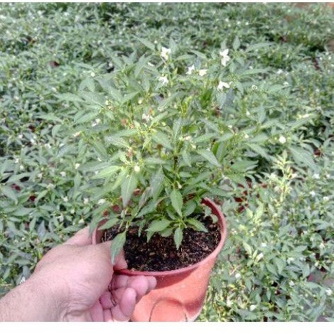 Anak Pokok Cili Dah Berbuah Hot Chili Plants Live Plant Pokok Lada ...