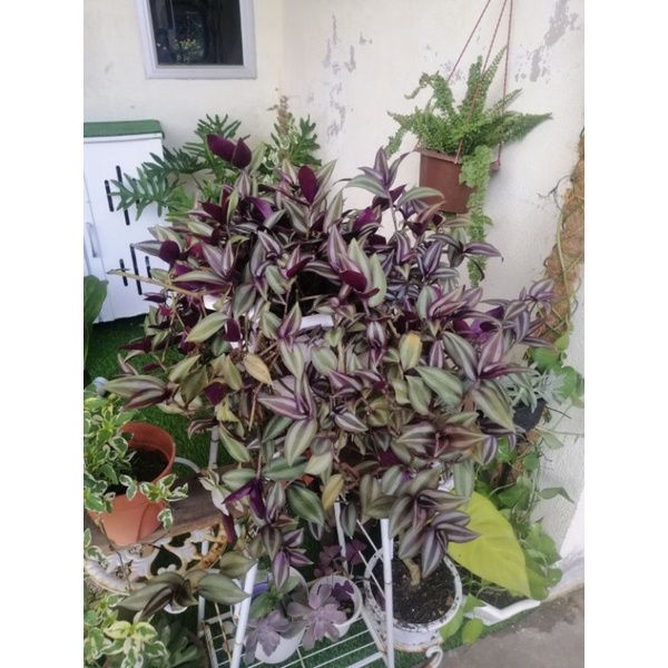 Pokok hidup Indoor Tradescantia Zebrina Telinga Kera Wondering Jew ...