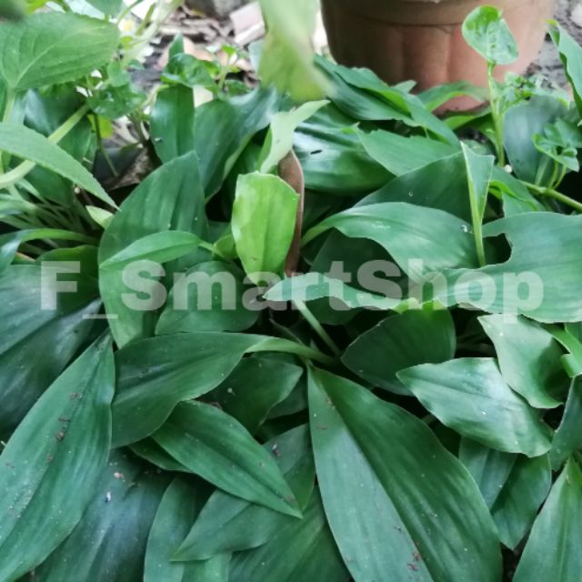 Pokok cekur /Kaempferia galanga Linn | Shopee Malaysia