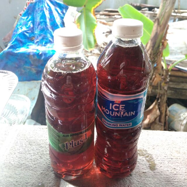 Pati daun ketapang, air ketapang, ketapan, fish water, ubat ikan, guppy ...