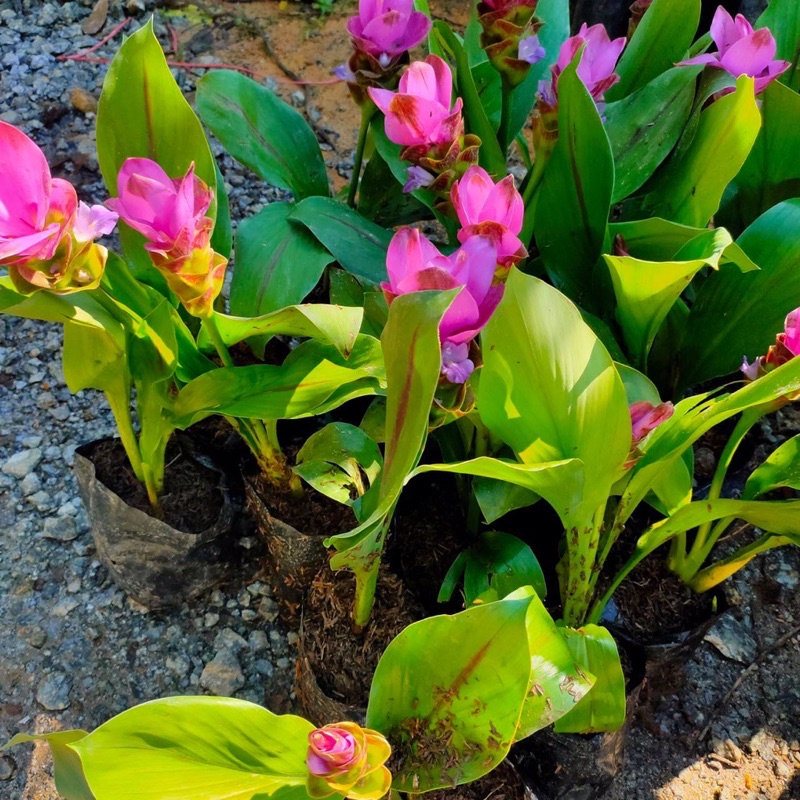 POKOK BUNGA TULIP SIAM (THAILAND) | Shopee Malaysia