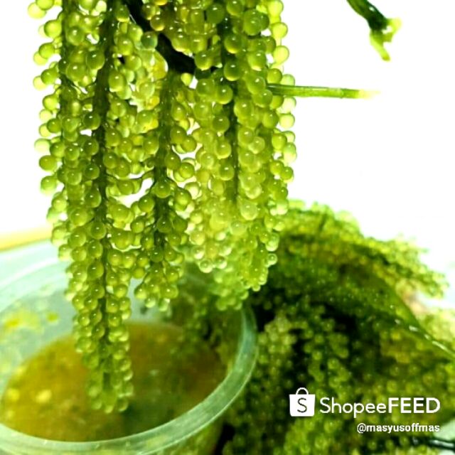 SEAGRAPES/ANGGUR LAUT/LATOK FRESH ORIGINAL | Shopee Malaysia