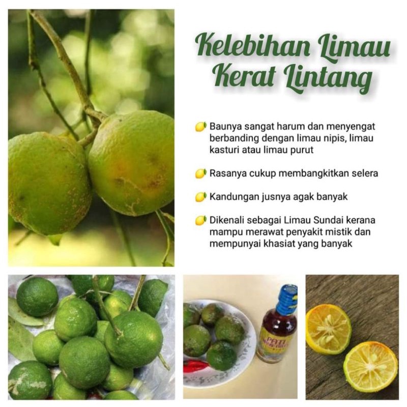 Limau Kerat Lintang dan Kelebihannya | Shopee Malaysia