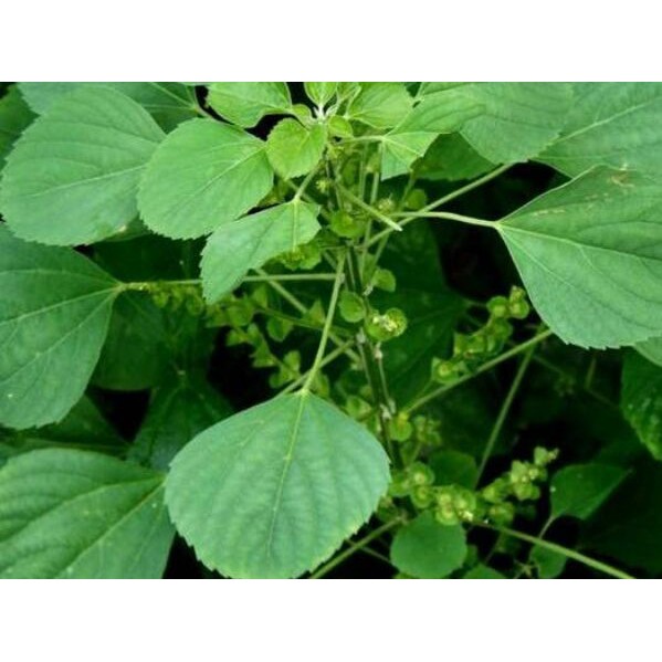 Kuppaimeni Live Plant/Acalypha indica live plant/Poonai Vanangi Live ...