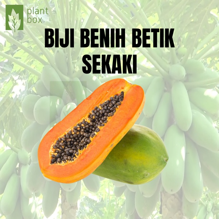 Biji Benih Betik Sekaki / Carica Papaya (10/20 Seeds) | Shopee Malaysia Biji Benih Betik Sekaki / Carica Papaya (10/20 Seeds) | Shopee Malaysia