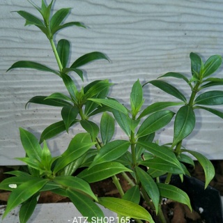 Bunga Loceng Kuning/Allamanda(Pokok Bunga Hidup)Pokok Hiasan Luar rumah ...
