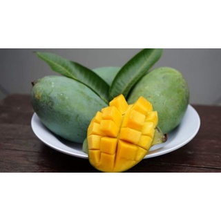 harumanis - Prices and Promotions - Jul 2022 | Shopee Malaysia