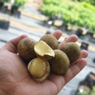 1KG BUAH KRISTAL HIJAU MOTOA LONGAN SARAWAK BUAH TIGA RASA | Shopee ...