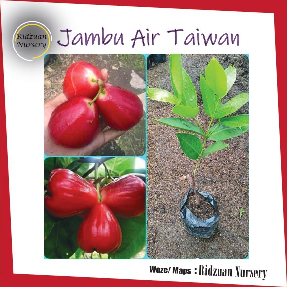 JAMBU AIR TAIWAN,KAWIN/GRAFTED | Shopee Malaysia