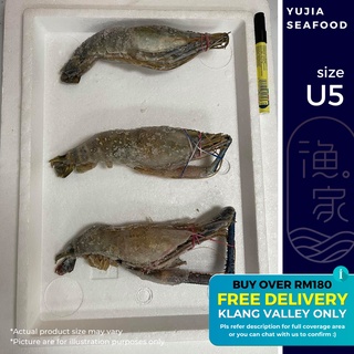 [KL&SGR SAHAJA] 1kg Udang Galah Saiz U5 / Scampi Giant Freshwater Prawn ...