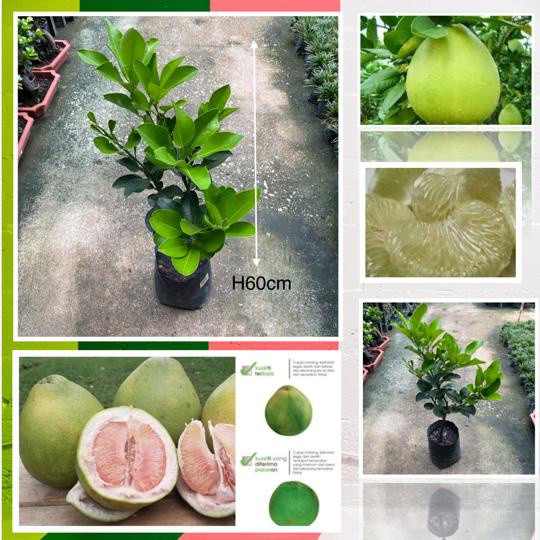 POKOK BUAH-LIMAU BALI POMELO (2007) HEIGHT 60CM | Shopee Malaysia