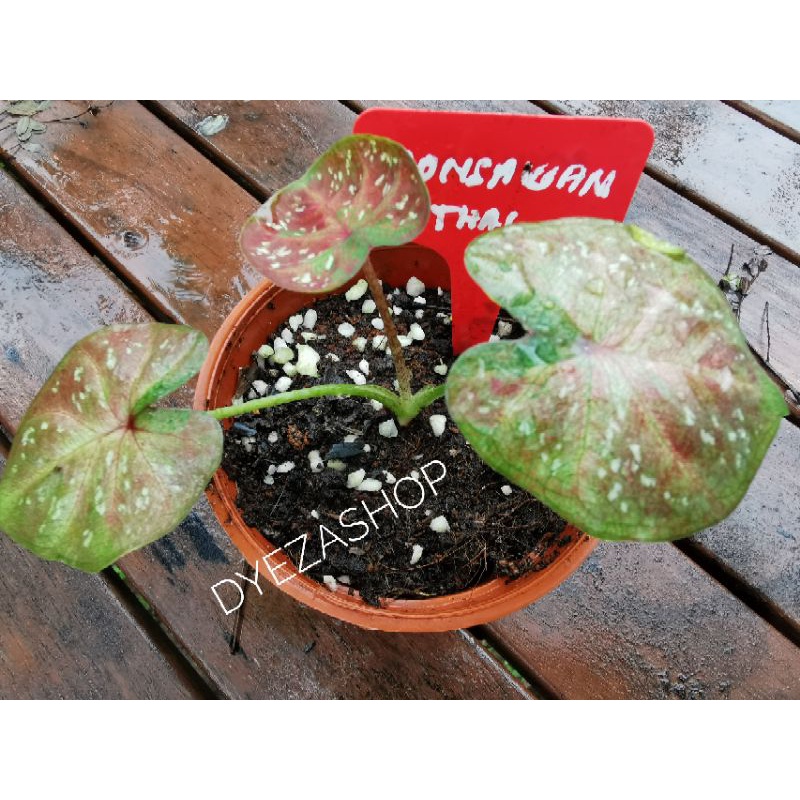Monsawan Caladium / Keladi | Shopee Malaysia