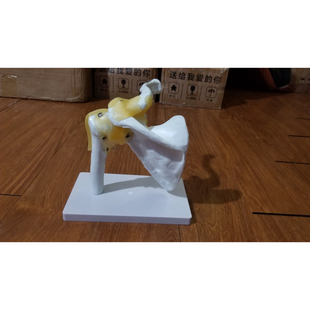 model of shoulder blades and ligaments | Shopee Malaysia