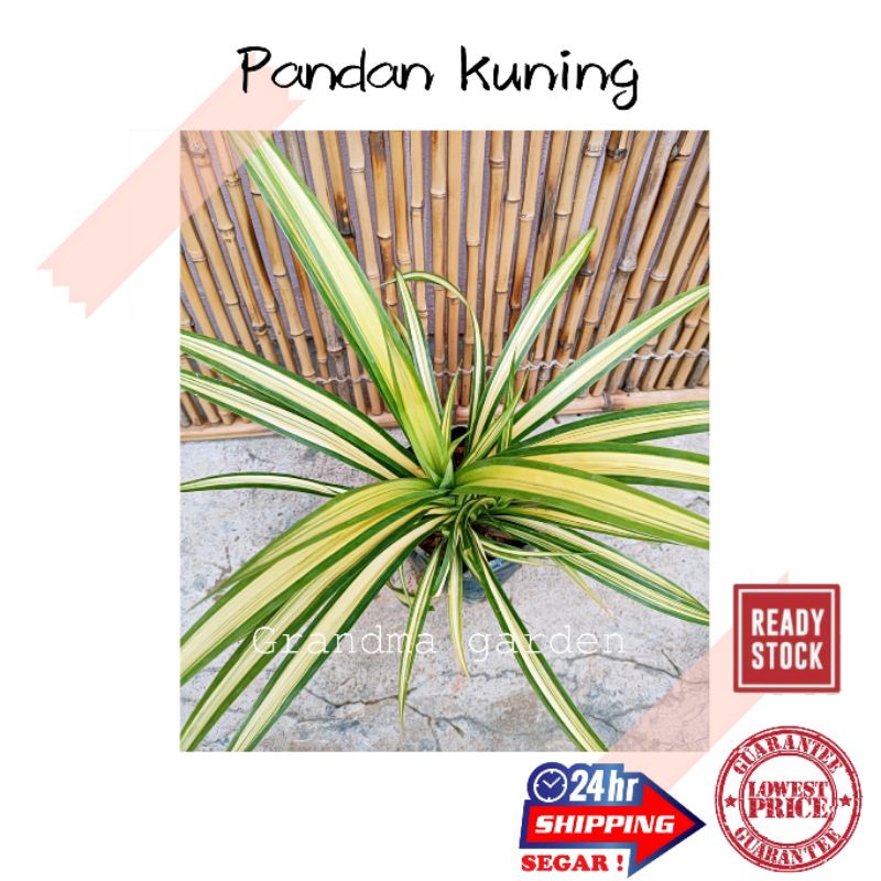 (GG real plant) pandan kuning pokok hidup hiasan luar rumah live ...