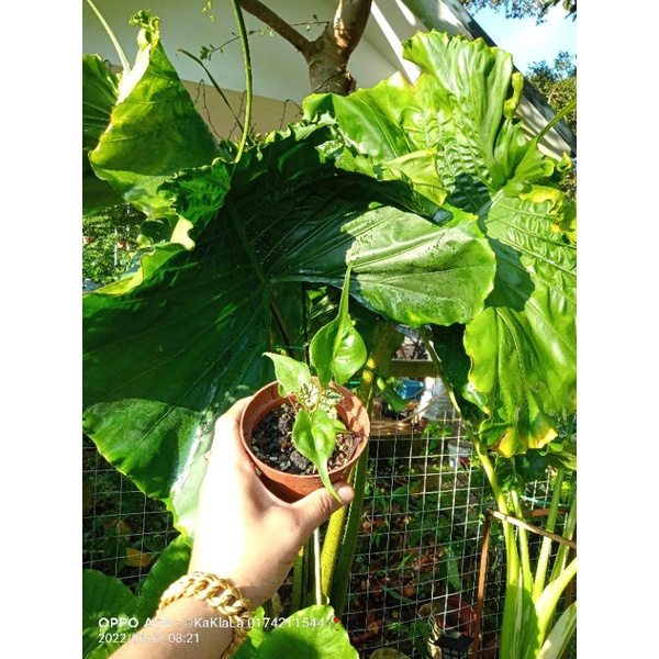 ALOCASIA STINGRAY(EKOR PARI) | Shopee Malaysia