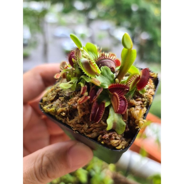 Dionaea Venus Flytrap Typical Form, Plants With Teeth [Carnivorous Plant][GILAGARDEN] | Shopee ...