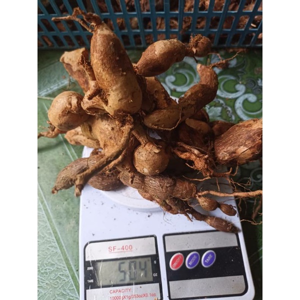 RAJA SATONG UBI PENAWAR KANSER 250g | Shopee Malaysia