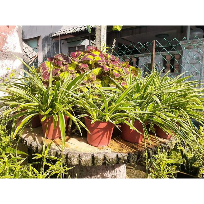 ANAK POKOK SPIDER PLANT | Shopee Malaysia