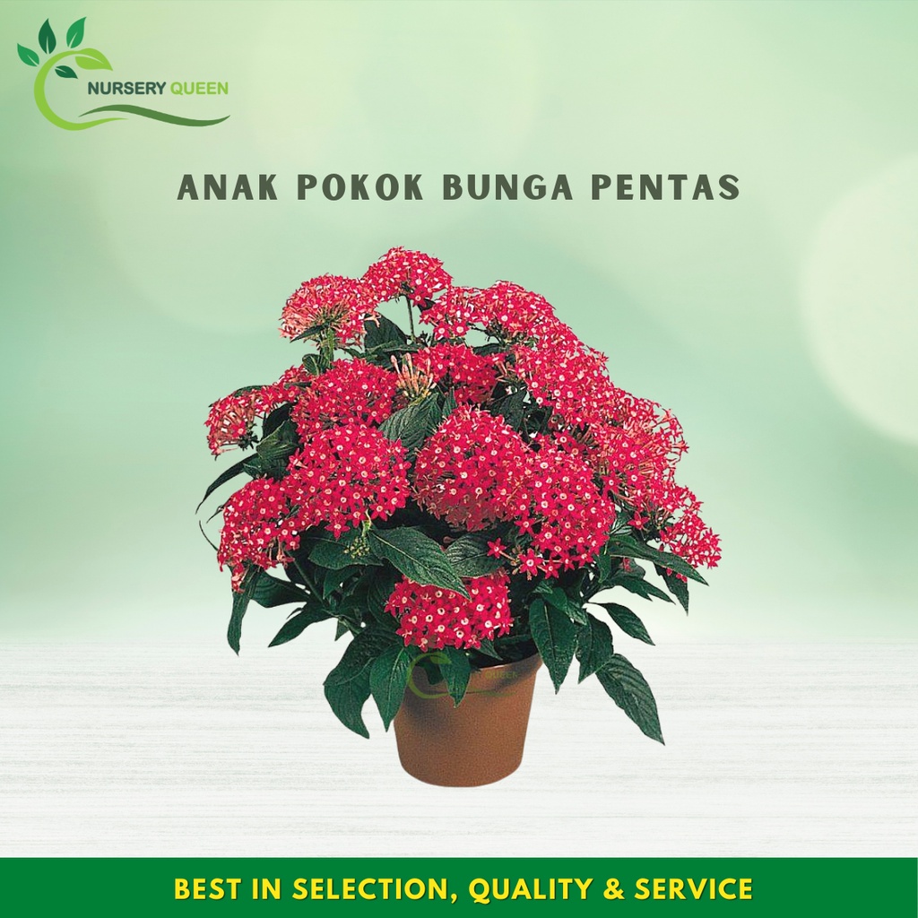 Anak Pokok Bunga Pentas Lanceolata [Max of 4 trees each parcel] Merah ...