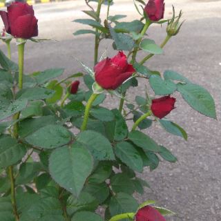 Pokok Bunga Ros hidup. (Rose plants) | Shopee Malaysia