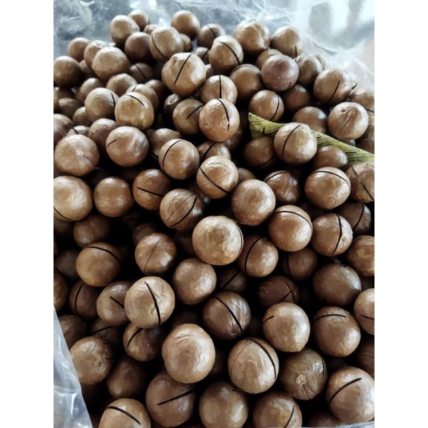 Macadamia nuts / kacang macadamia halal sedap | Shopee Malaysia