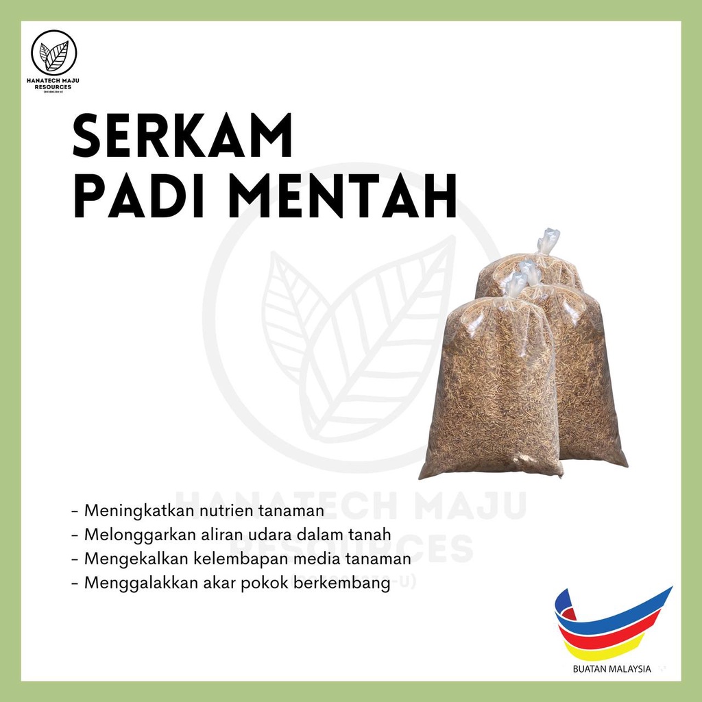 [READY STOCK!!!] 1KG SERKAM PADI MENTAH / SERKAM PADI ASLI / SERKAM ...