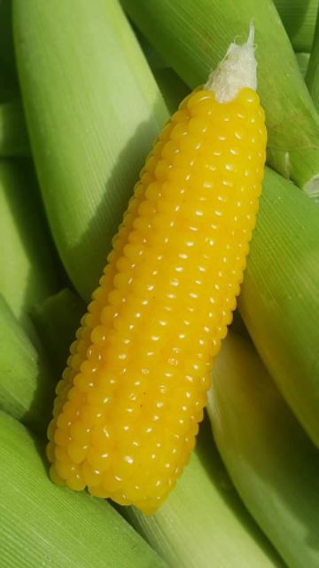 Benih jagung pulut madu | Shopee Malaysia