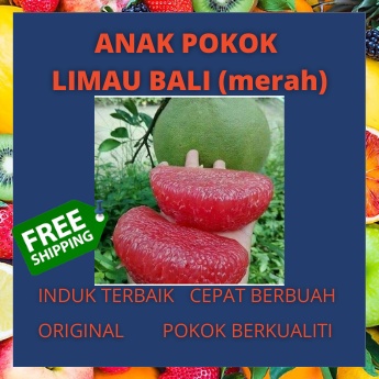Anak Pokok Limau Bali Isi Merah ( CEPAT BERBUAH ) - abby nursery ...