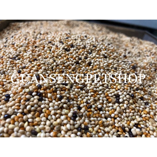 Sambau Campur Mixed Millet Sambau Putih Yellow Millet Kambu Sekoi Bird ...
