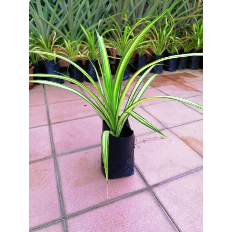 Pokok Labah-Labah / Spider Plant (Daun Hijau-Kuning-Hijau) | Shopee ...