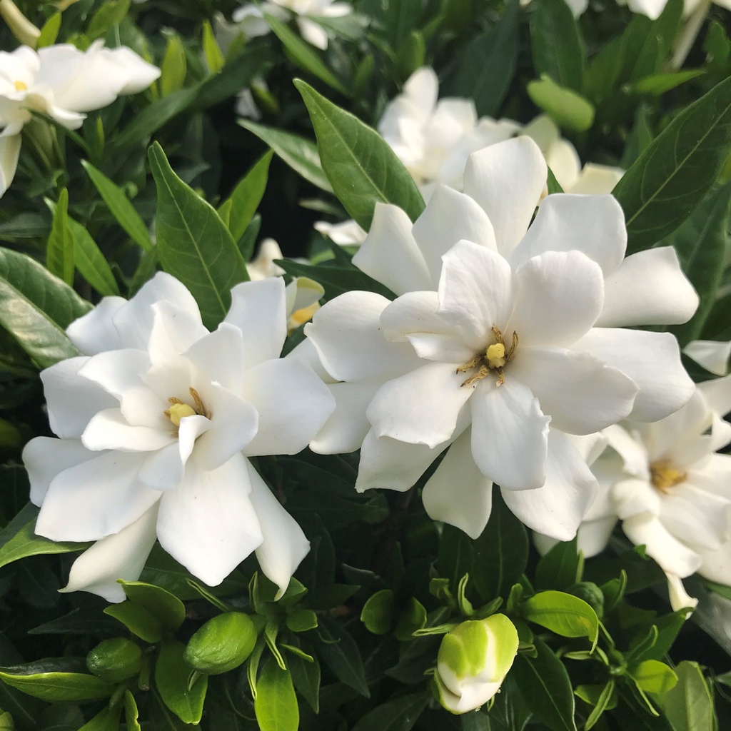 Gardenia Jasminoides/Cape Jasmine/White Fragrant Flower Plant Anak ...