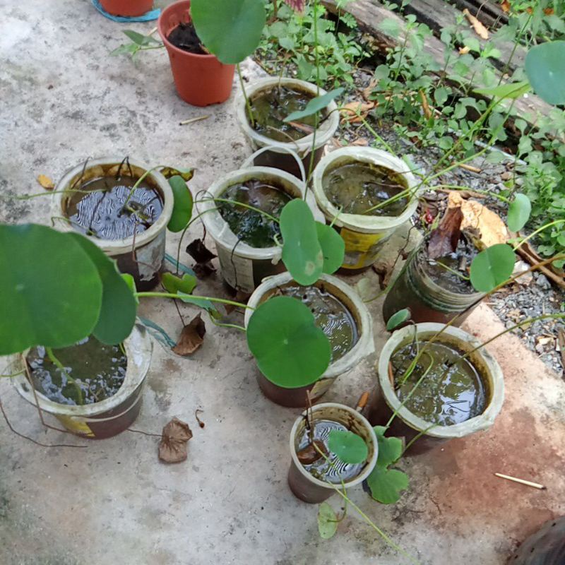 Pokok Teratai(Lotus) | Shopee Malaysia