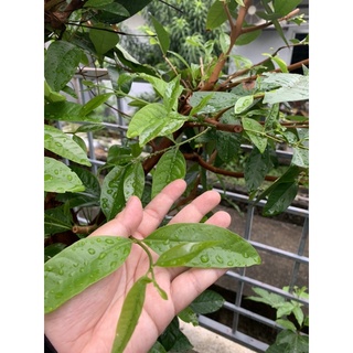 Pucuk Serai Kayu Daun Samak Ulam Nasi Kerabu | Shopee Malaysia