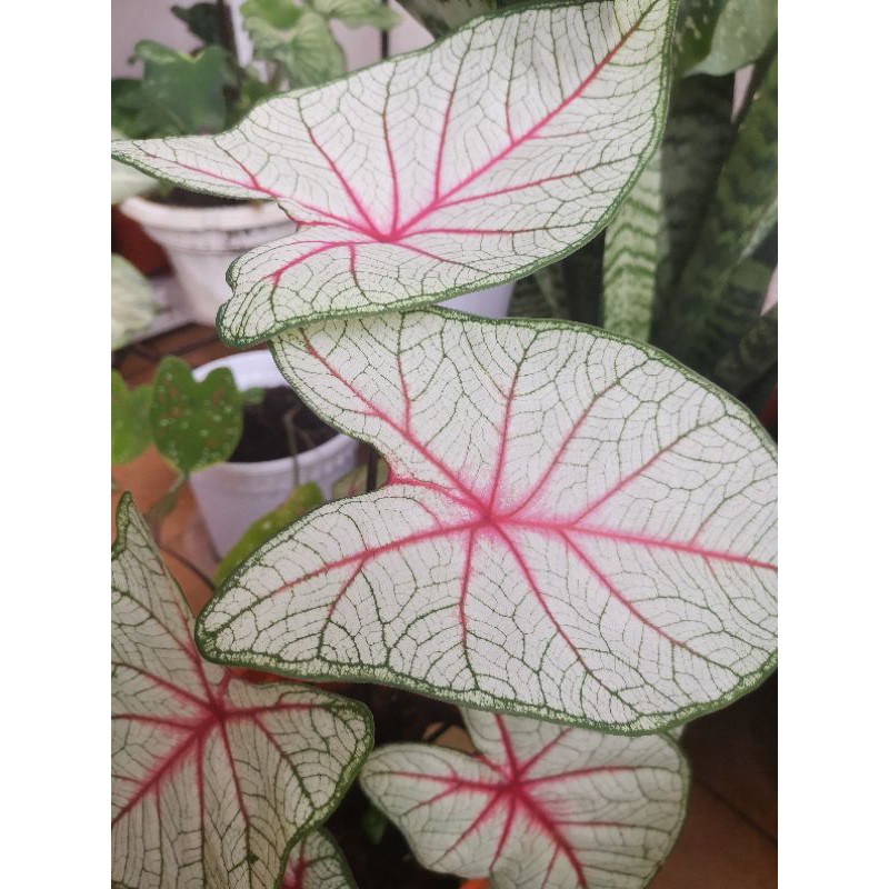 Pokok Keladi Viral / Pokok Keladi Rare / White Queen / Pokok Hidup ...