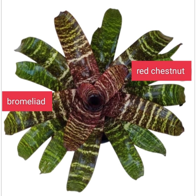 bromeliad vriesea red chestnut L | Shopee Malaysia