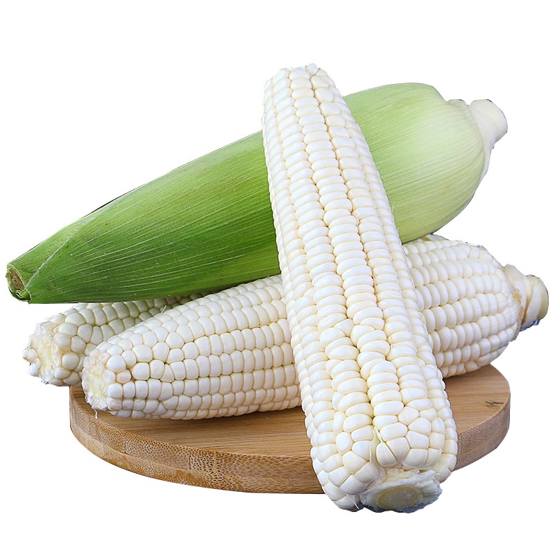Biji Benih Jagung Putih / White Corn ( 10 seeds) | Shopee Malaysia