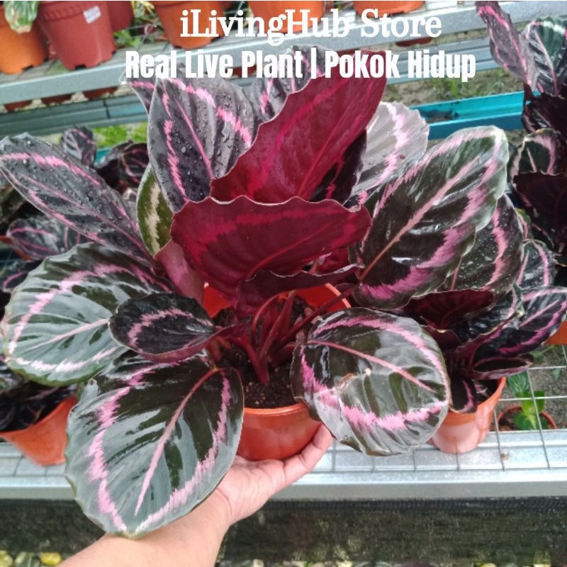 iLiving Plant: Calathea Little Princess/Jessie 红酒/红彩虹竹芋 Real Live Plant ...