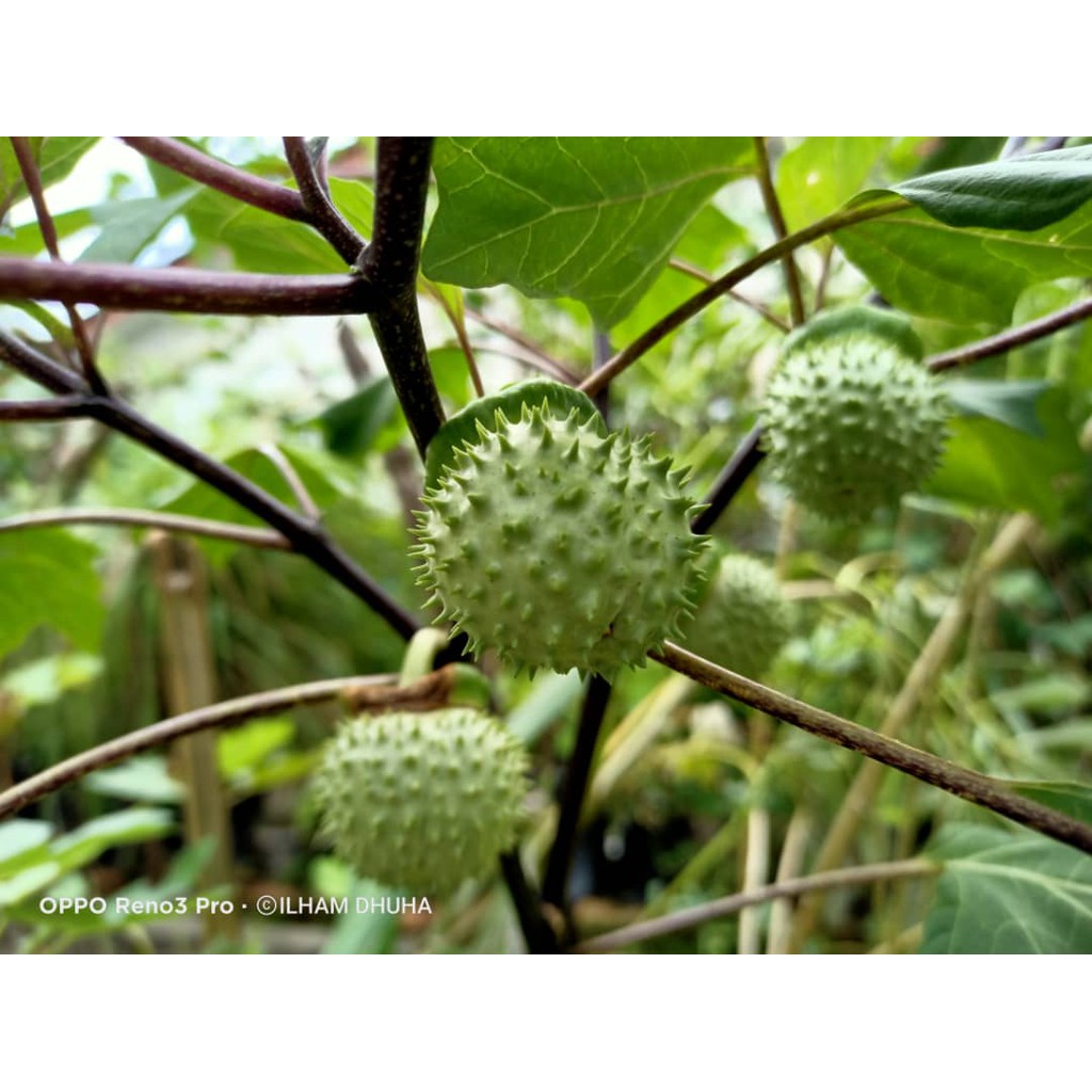 BIJI BENIH TERUNG PUNGAR / BIJI BENIH KECUBUNG / TERUNG PUNGAR ... BIJI BENIH TERUNG PUNGAR / BIJI BENIH KECUBUNG / TERUNG PUNGAR ...