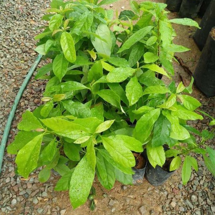 RARE / EXOTIC / NADIR Tenggek Burung / Euodia (Melicope lunu-ankenda ...