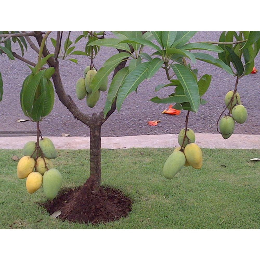 Pokok Mangga / Pelam Cokanan | Shopee Malaysia