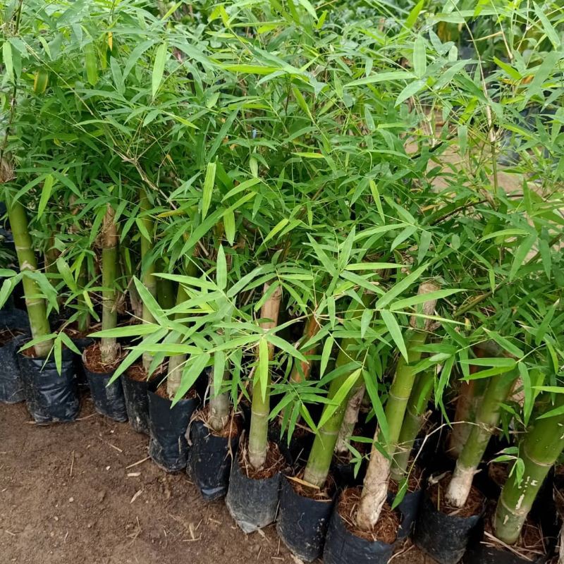 1 Pokok buluh madu dan Bambusa ventricosa(buluh geting) | Shopee Malaysia
