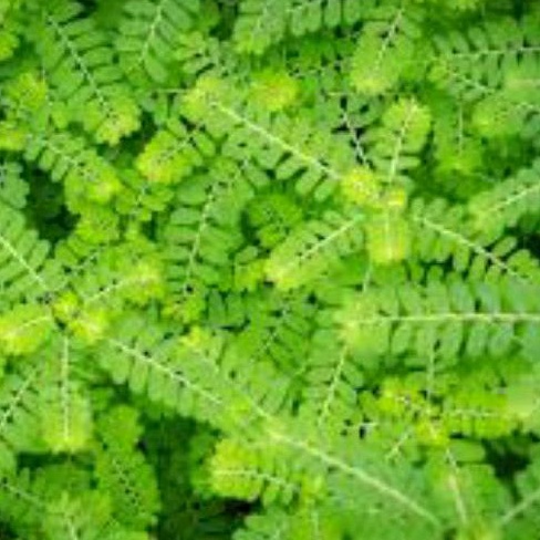 Pokok Dukun Anak Alternative ubat Tradisional | Shopee Malaysia