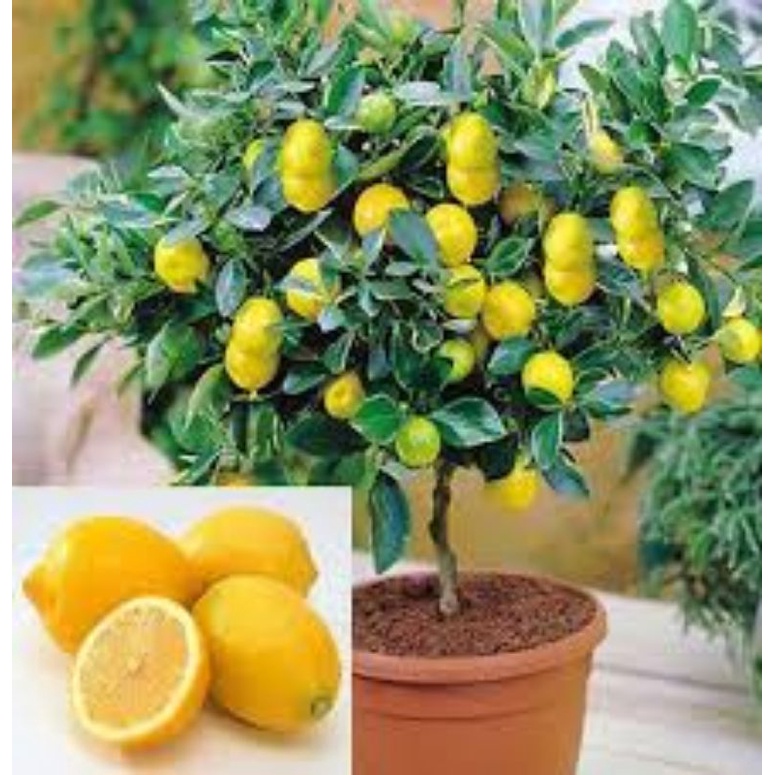 Anak pokok lemon australia hybrid cepat berbuah | Shopee Malaysia